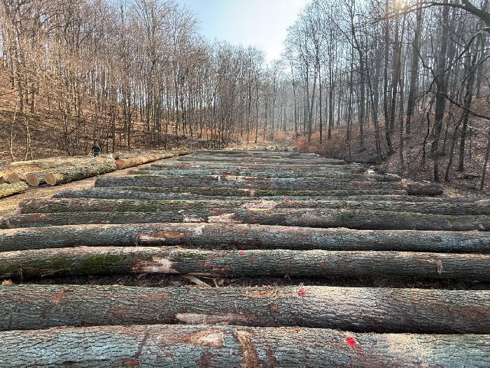 DRAŽBA DREVA :: kase